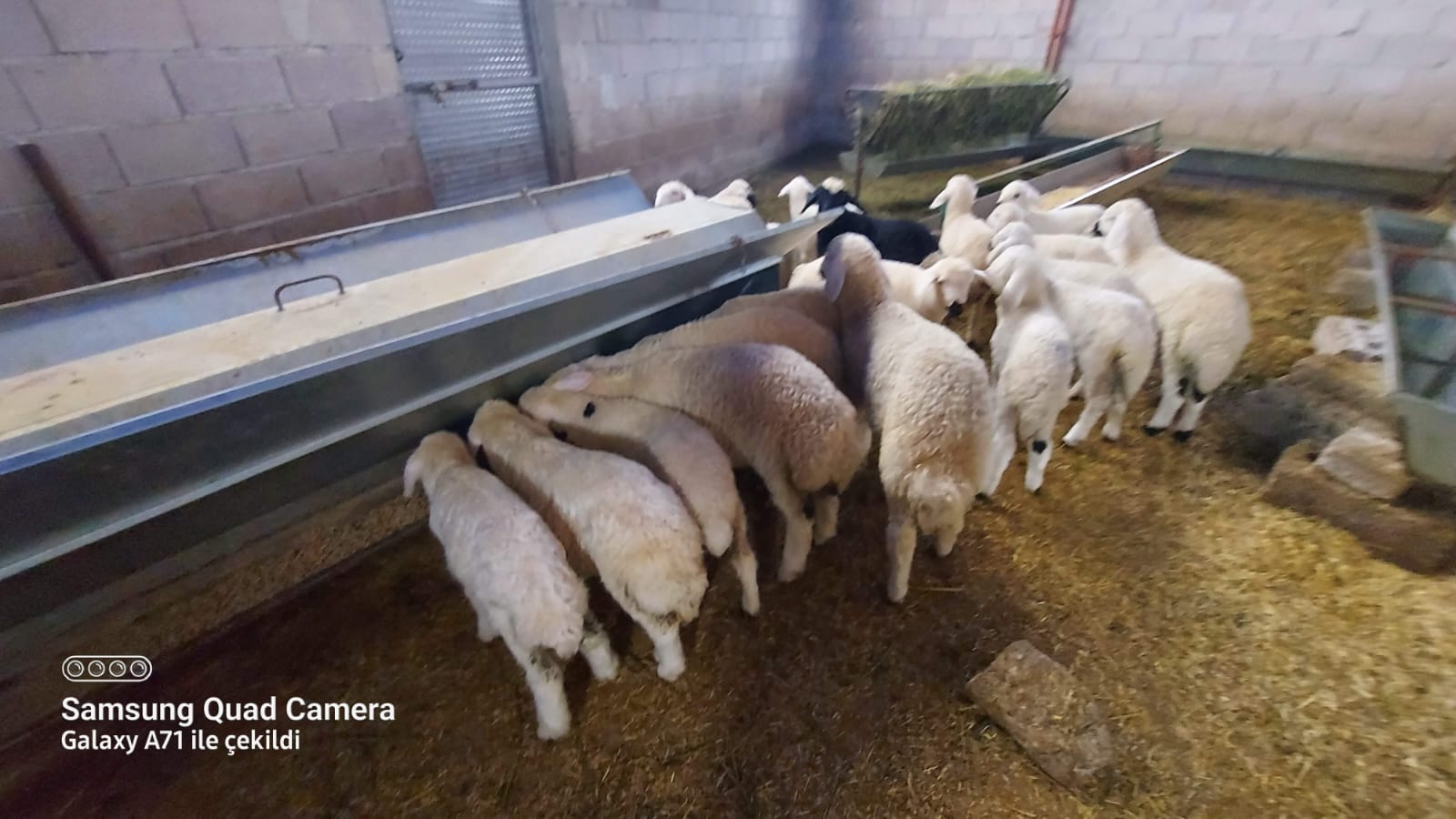 Automatic Lamb Feeding Systems | Ankara Automatic Lamb Feeding Systems ...