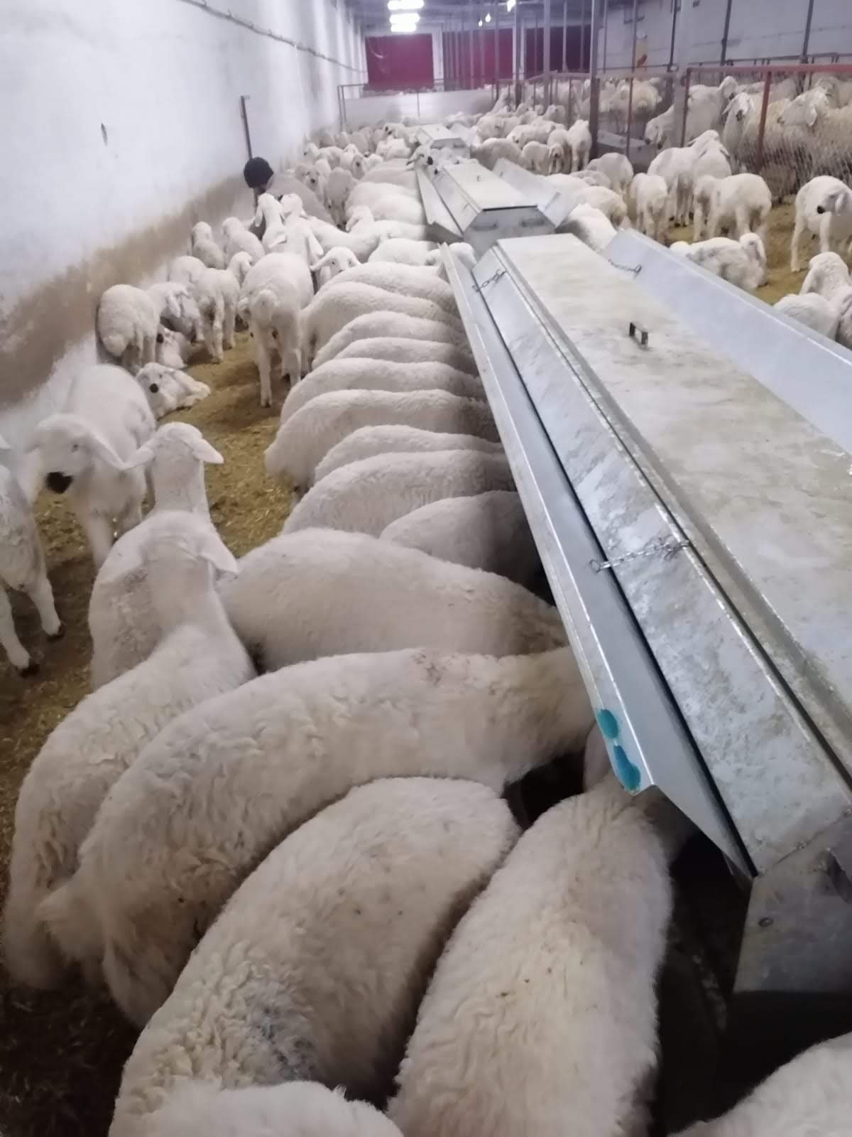 Automatic Lamb Feeding Systems | Ankara Automatic Lamb Feeding Systems ...
